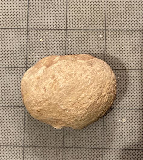 Could This Be A Fossil R Fossilid