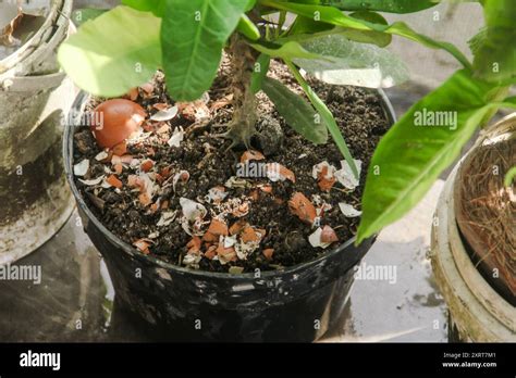 Egg Shells And Plants The Benefits Of Calcium From Egg Shells Are Good