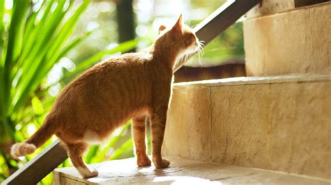 Amputation In Cats How To Care For Your Feline Friend