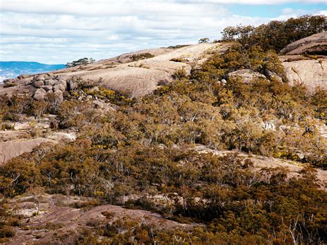 Mount Norman Girraween National Park Parks And Forests Department