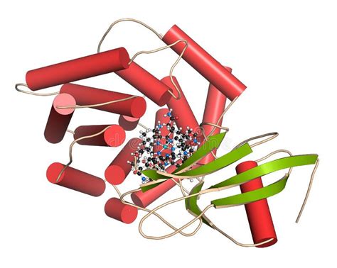 Intrinsic Factor If Protein 3d Illustration Stock Illustration