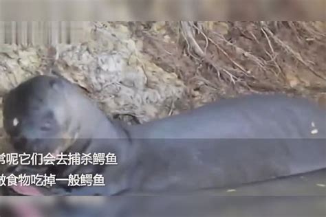 奇特！网友拍到巨型水塔捕食鳄鱼 场面惊险水塔鳄鱼奇特