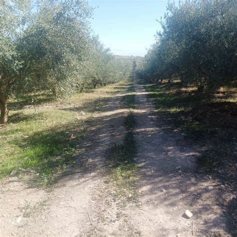 Ferme titrée d oliviers 10 ha à 68 km de Marrakech Chichaoua Vente terrain