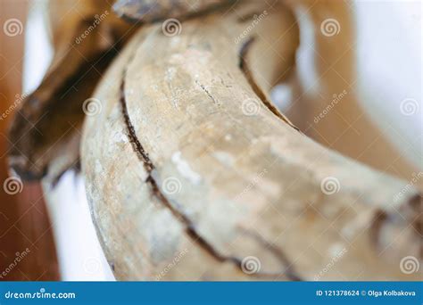 Alte Mammutknochen Stockfoto Bild Von Intern Kopf 121378624