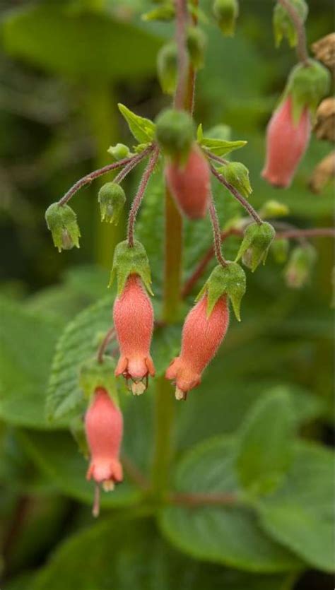 Sinningia Sellovii Secret Garden Growers