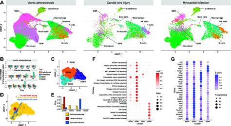 Comparison Of Sem Cells Arising From Different Tissues A Integration