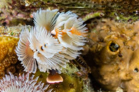 Worms Bonaire Reef