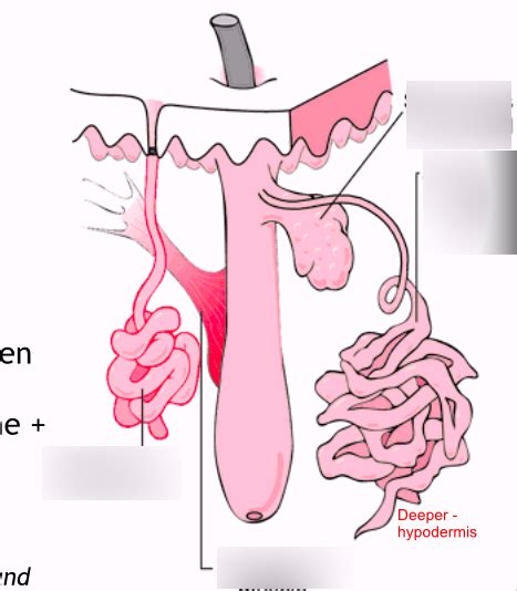 Ch 5 Integumentary System Diagram Quizlet