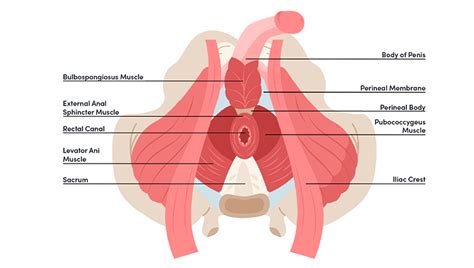 Man Perineum Massage Techniques