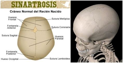 Sistema Articular Mind Map