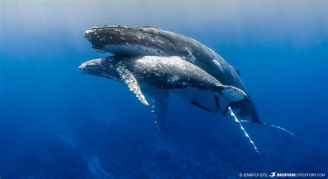 Humpback Whale Snorkeling Rurutu 020 Big Fish Expeditions