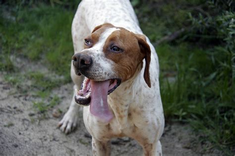 English Pointer Im Rassen Porträt Mit Bildern And Infos
