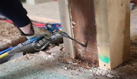 Termite Pest Control Service In Bhubaneswar By Bijayalaxmi And Pallavi