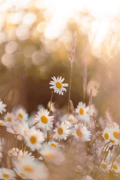 Download Chamomile Wallpapers For Mobile Phone Free Chamomile Hd Pictures