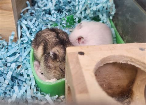 햄스터 키우기 임신 기간과 햄스터새끼 분리 시기 네이버 블로그