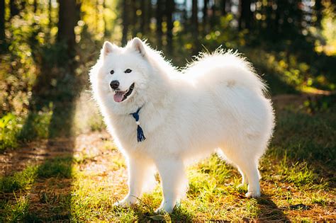 萨摩耶犬吠狗狼机敏公园动物嘴水平画幅拟人笑脸斯皮茨狗动物耳朵图片素材下载 稿定素材