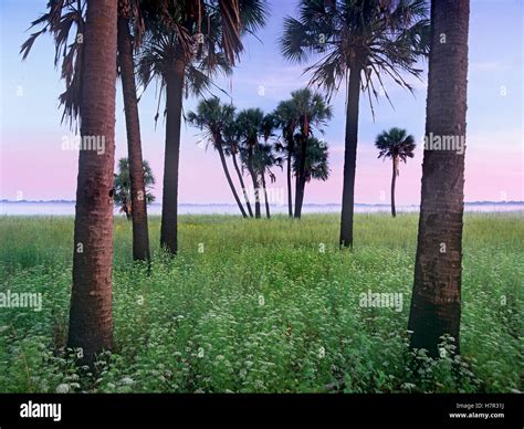 Cabbage Palm Sabal Sp Meadow Myakka River State Park Florida Stock