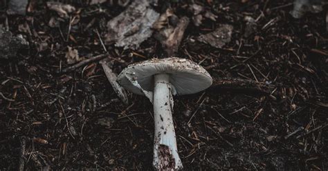 New Nitrogen Fixing Bacteria For Sustainable Agriculture Features The Microbiologist