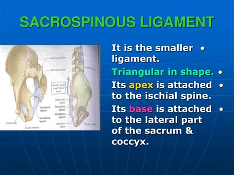 Ppt Pelvis Powerpoint Presentation Free Download Id 9731211