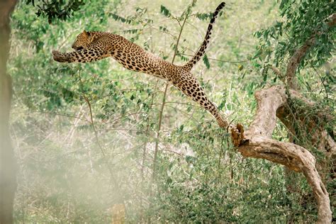 Leopard Hunting Prey