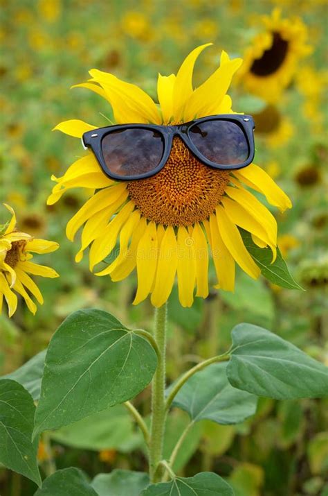 Positive Bright Summer Background With Sunflower And Sunglasses Stock