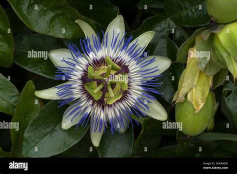 Flower Of A Blue Blue Passion Flower Passiflora Caerulea Vandée