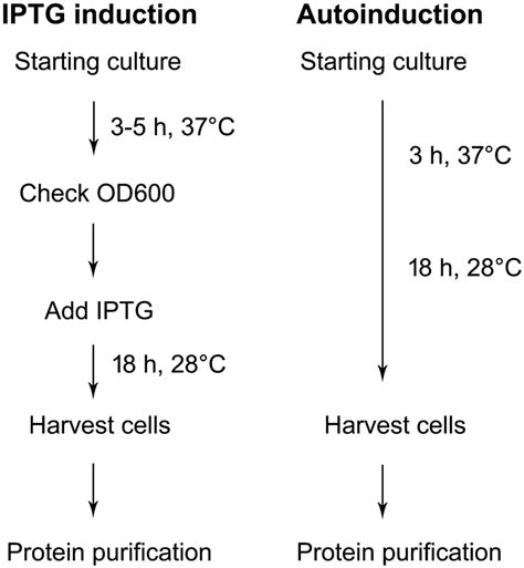 Comparative Schemes Of Srh Dr5 B Expression By Iptg Induction And Download Scientific Diagram