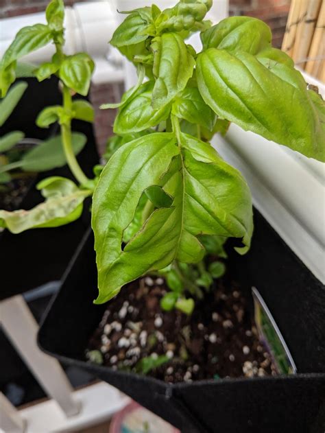 Whats Eating My Basil In The Herbs Forum