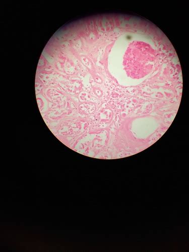 Histo 328 Lab Exam I Umkc Flashcards Quizlet