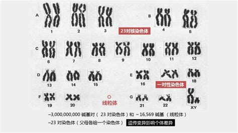 我是谁我从哪来古dna将揭开人演化的面纱 新闻频道 中华网