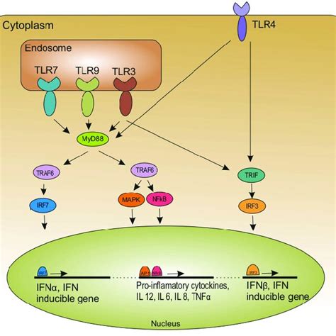 Tlr Activation And Its Downstream Signaling Pathways Tlr Ligation