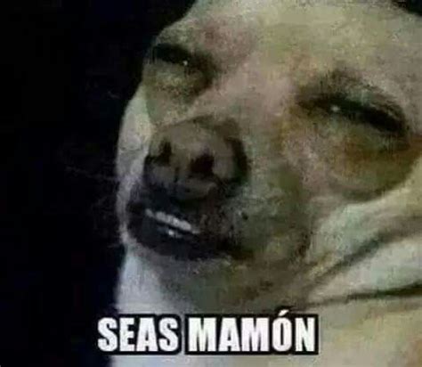 La cara del perro Memes chistosisimos Humor mexicano Memes cómicos