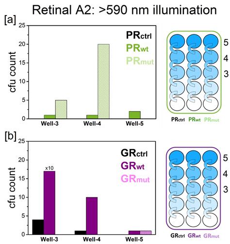Figure 4 4 From A Novel Chemotaxis Based Directed Evolution Assay Semantic Scholar
