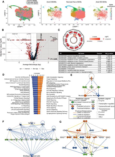 Figure 1 From Single Cell Atlas Reveals Meningeal Leukocyte Heterogeneity In The Developing