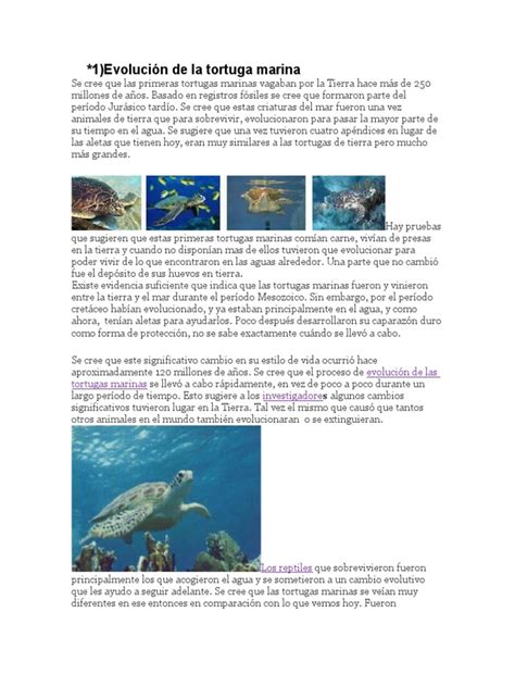 Evolución De La Tortuga Marina Pdf Reptil Amniotes