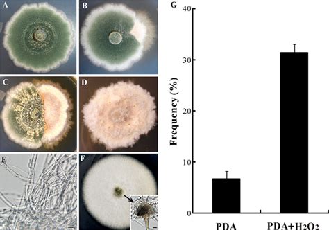 Phenotypic Characterization The Wild Type Strain Of A Nidulans Grown