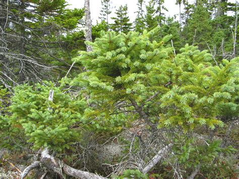 Picea Mariana Black Spruce Go Botany
