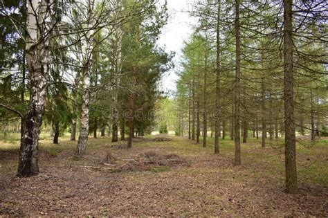 Birch Grove Coniferous Alleys Straight Rows Of Trees Pine Trees Foliage Is Grass Stock Image