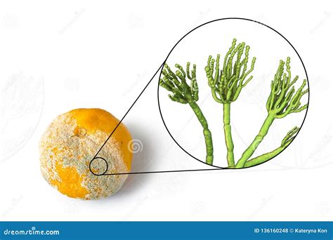 Penicillium Notatum