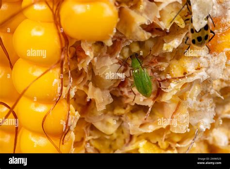 Northern Corn Rootworm Beetle Eating Kernels On Ear Of Corn