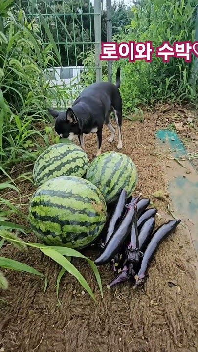 치와와시골댕댕이초보농사꾼강아지farming강아지일상수박사랑 수박가지농막 Youtube