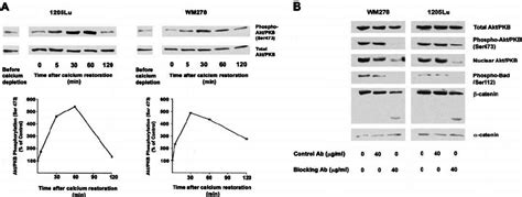 N Cadherin Mediated Intercellular Interaction Promotes Cell Survival By Download Scientific