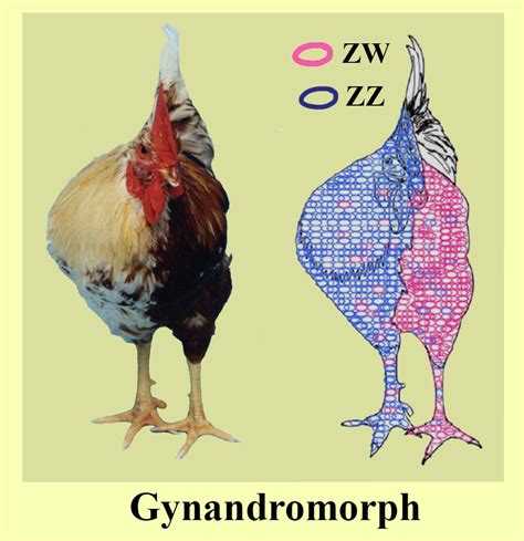 Gynandromorph Is A Male With Female Traits B Female Class 12 Biology Cbse