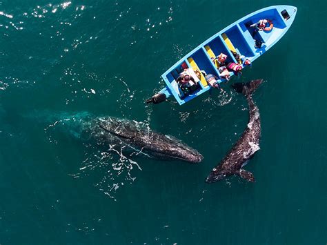 World Oceans Day 5 Coastal Resorts Where Guests Can Get Involved In