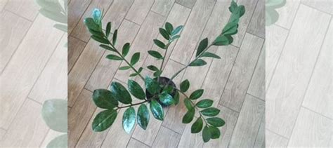 Замиокулькас купить в Краснодаре Товары для дома и дачи Авито