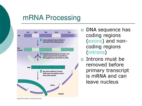 Transcription And Translation Ppt Download Transcription And Translation Ppt Download