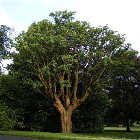 Laburnum Alpinum Trees And Shrubs Online