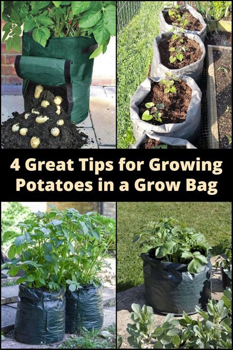 Potato Grow Bags 4 Practical Tips For Growing Potatoes In 2024