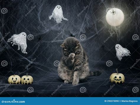Scared Cat On Halloween Background With The Moon Pumpkins Cobwebs And