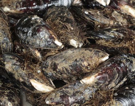 馬祖特色食材料理競賽及成果發表活動